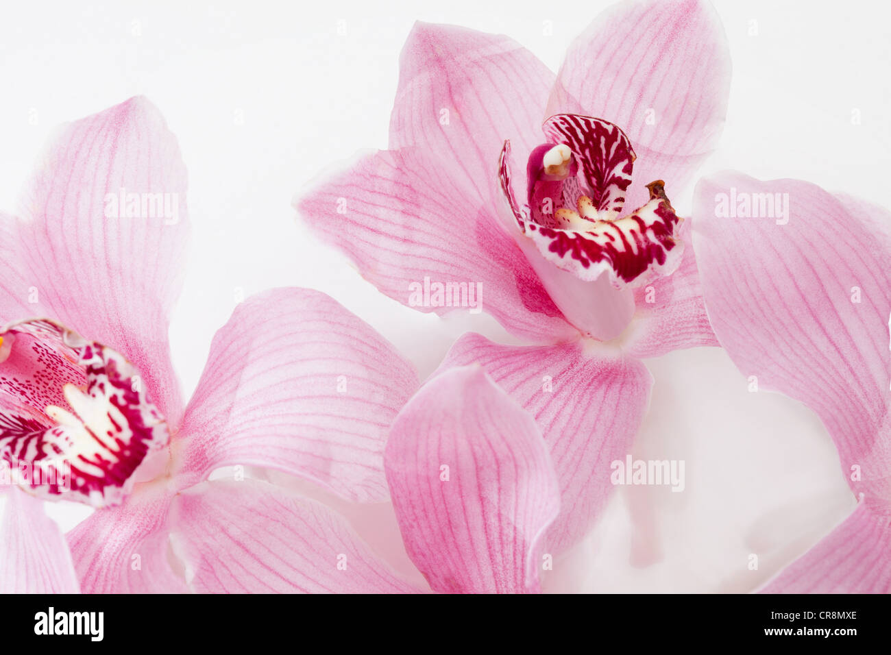 Two pink flowers, close up Stock Photo - Alamy