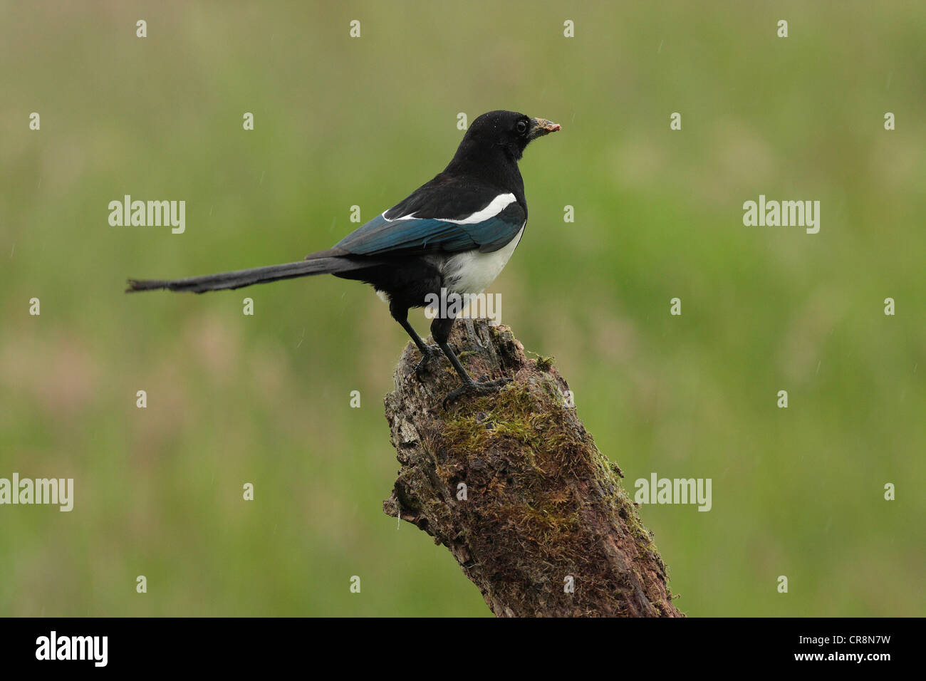 One magpie for sorrow hi-res stock photography and images - Alamy