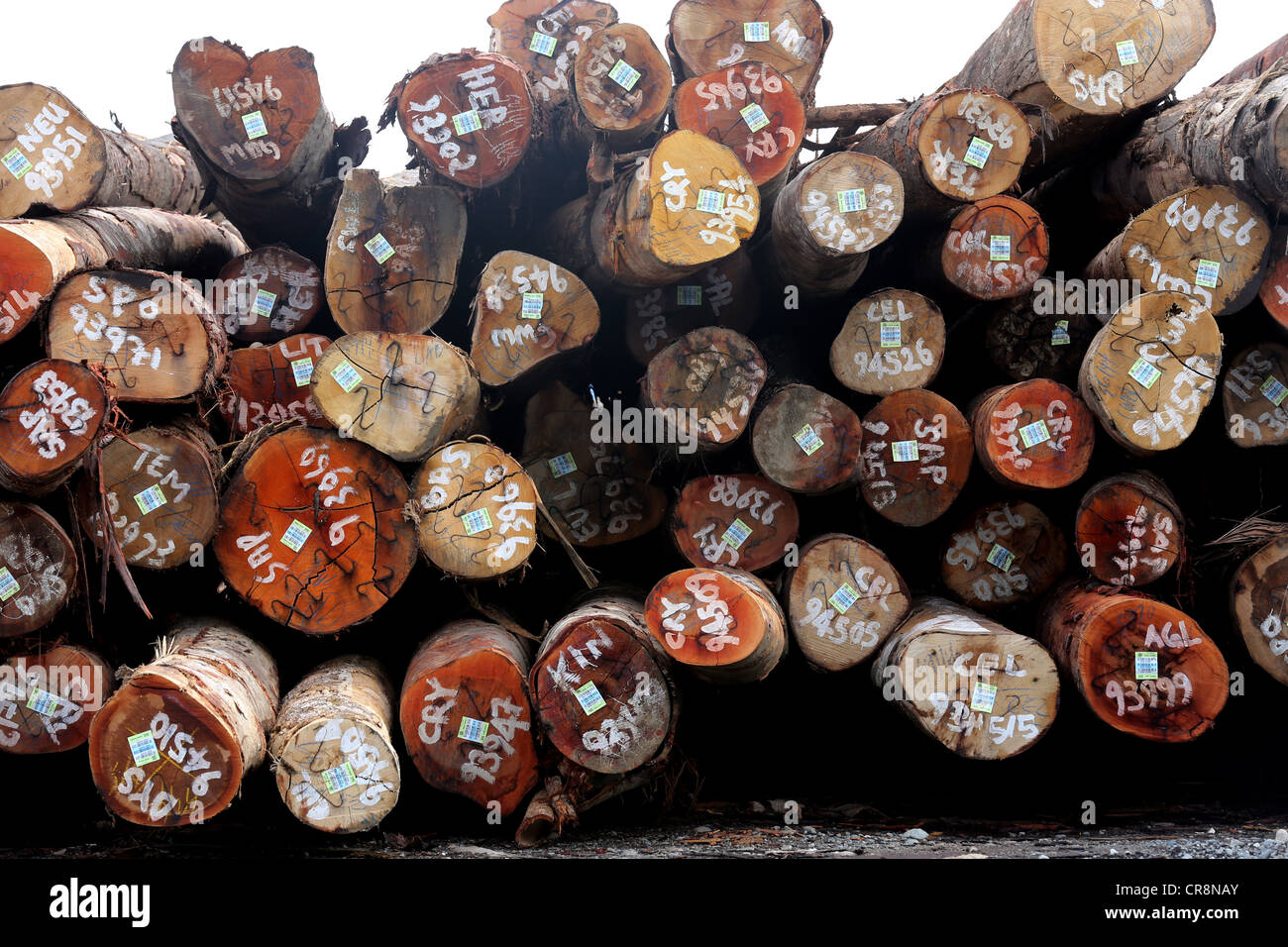 Tree trunks in the logport of Logpont Timbers Rimbunan Hijau (PNG Stock ...