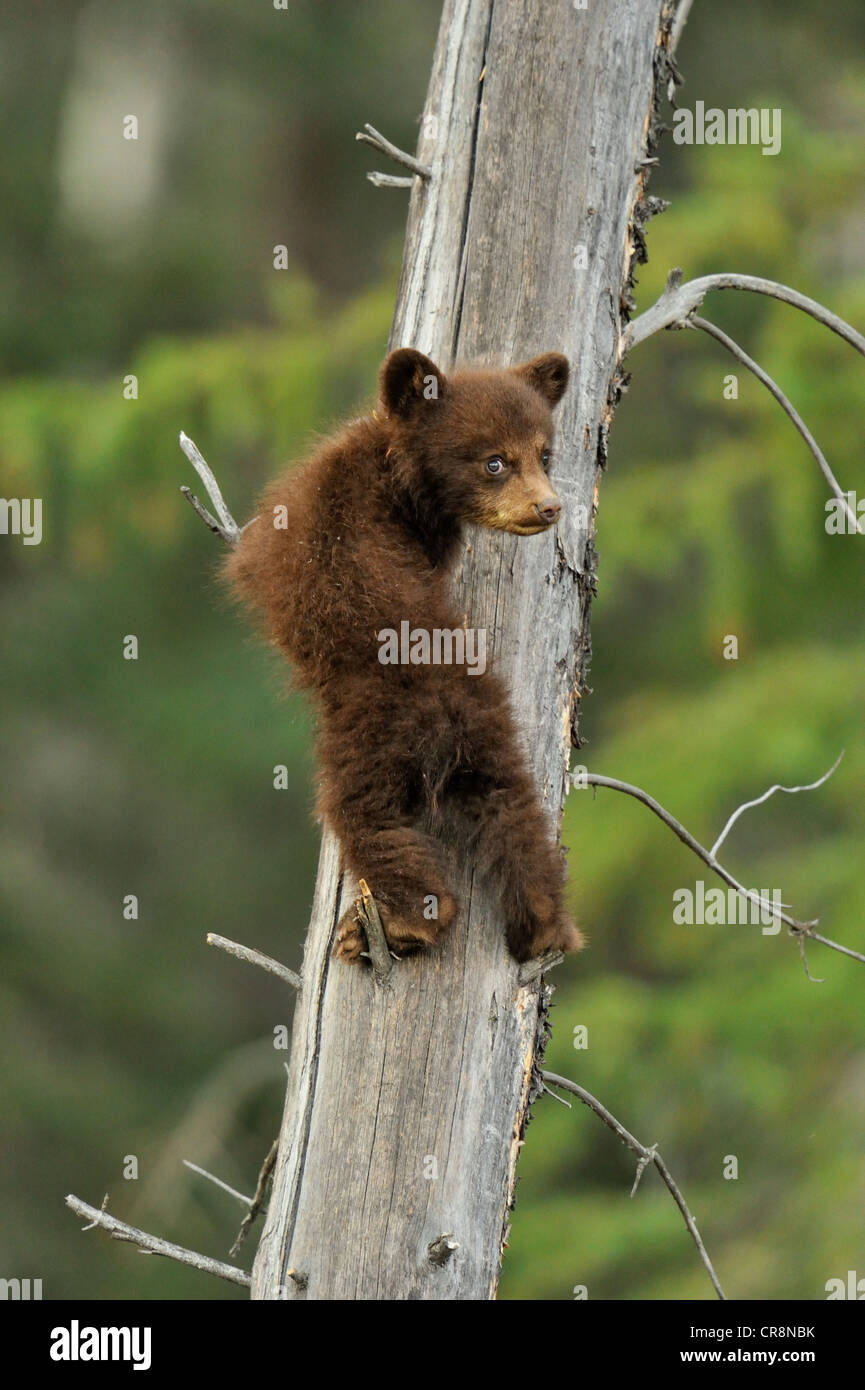 American Black bear (Ursus americanus) Two cubs playing in the safety ...