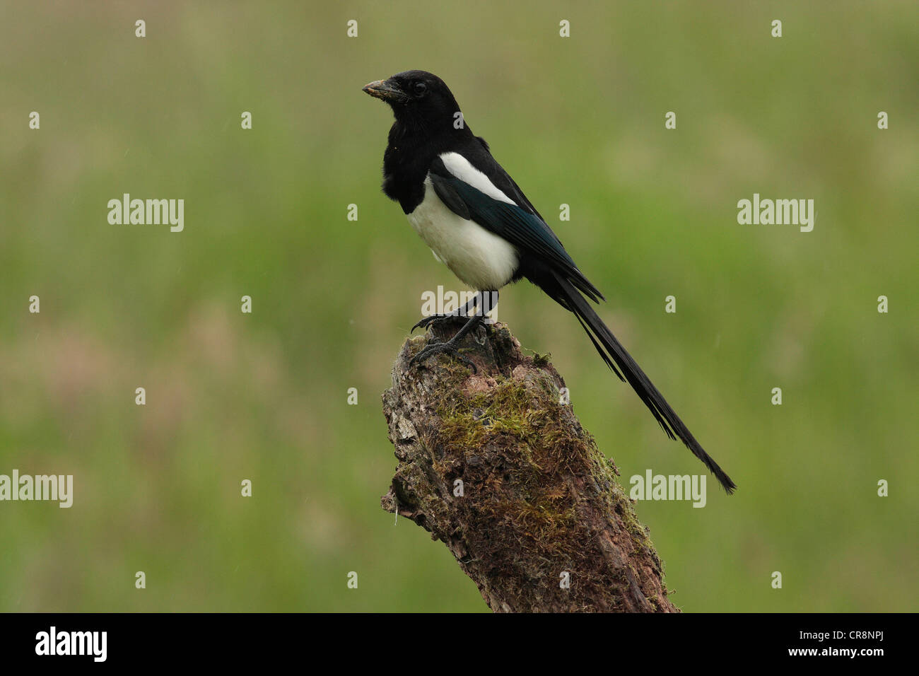 Magpie Family High Resolution Stock Photography and Images - Alamy