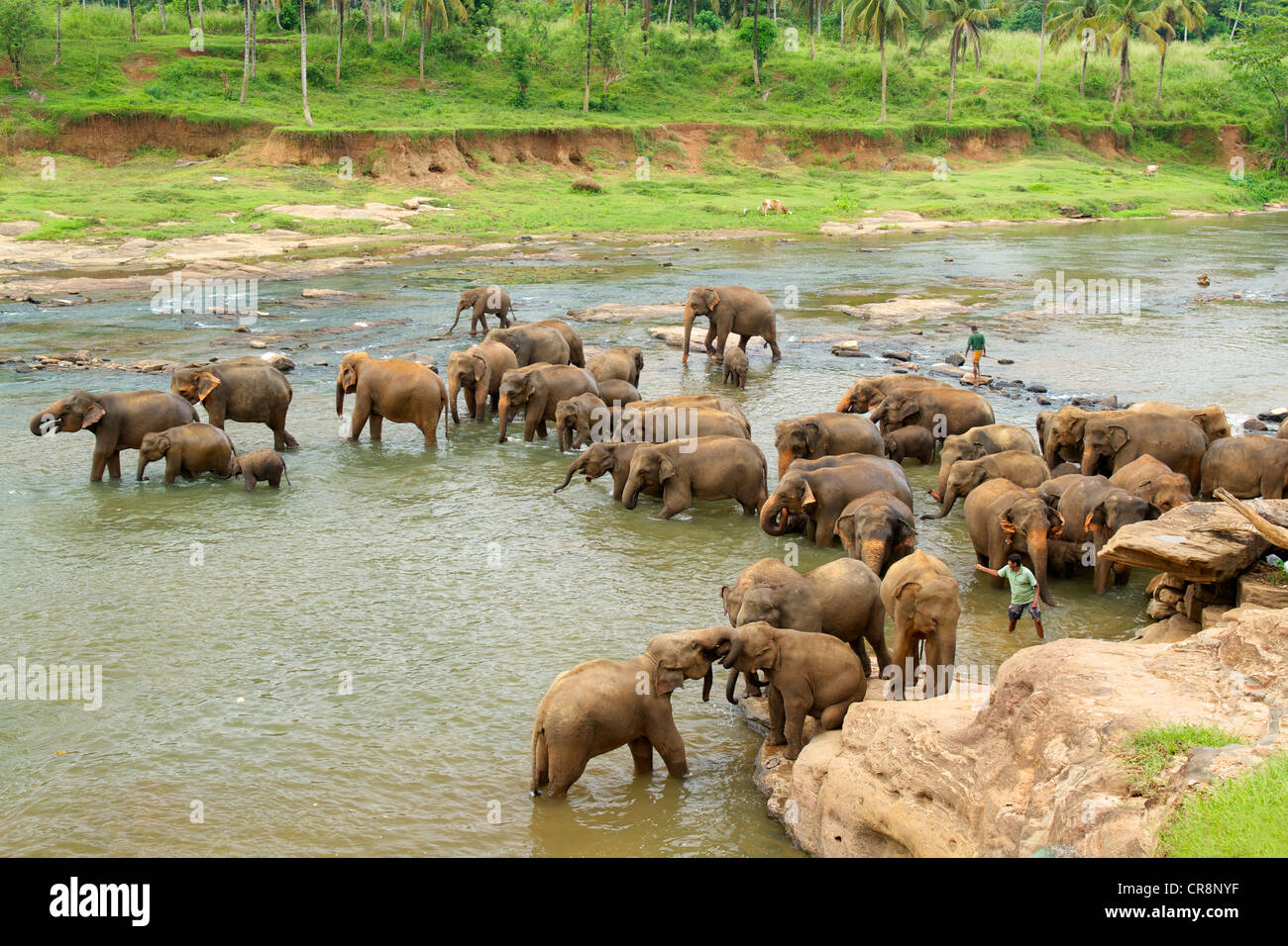 Elephants bathing, Elephant Orphanage, Pinnawala, Sri Lanka Stock Photo ...