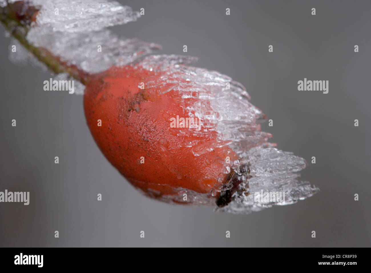 Rime frost, formed by freezing fog, deposited on Rose hips, Dog Rose ...