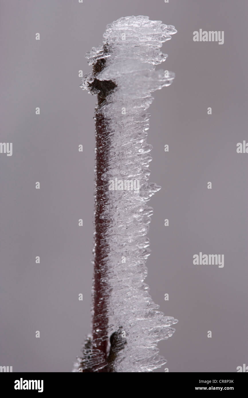 Rime frost, formed by freezing fog, deposited on bush showing the ...