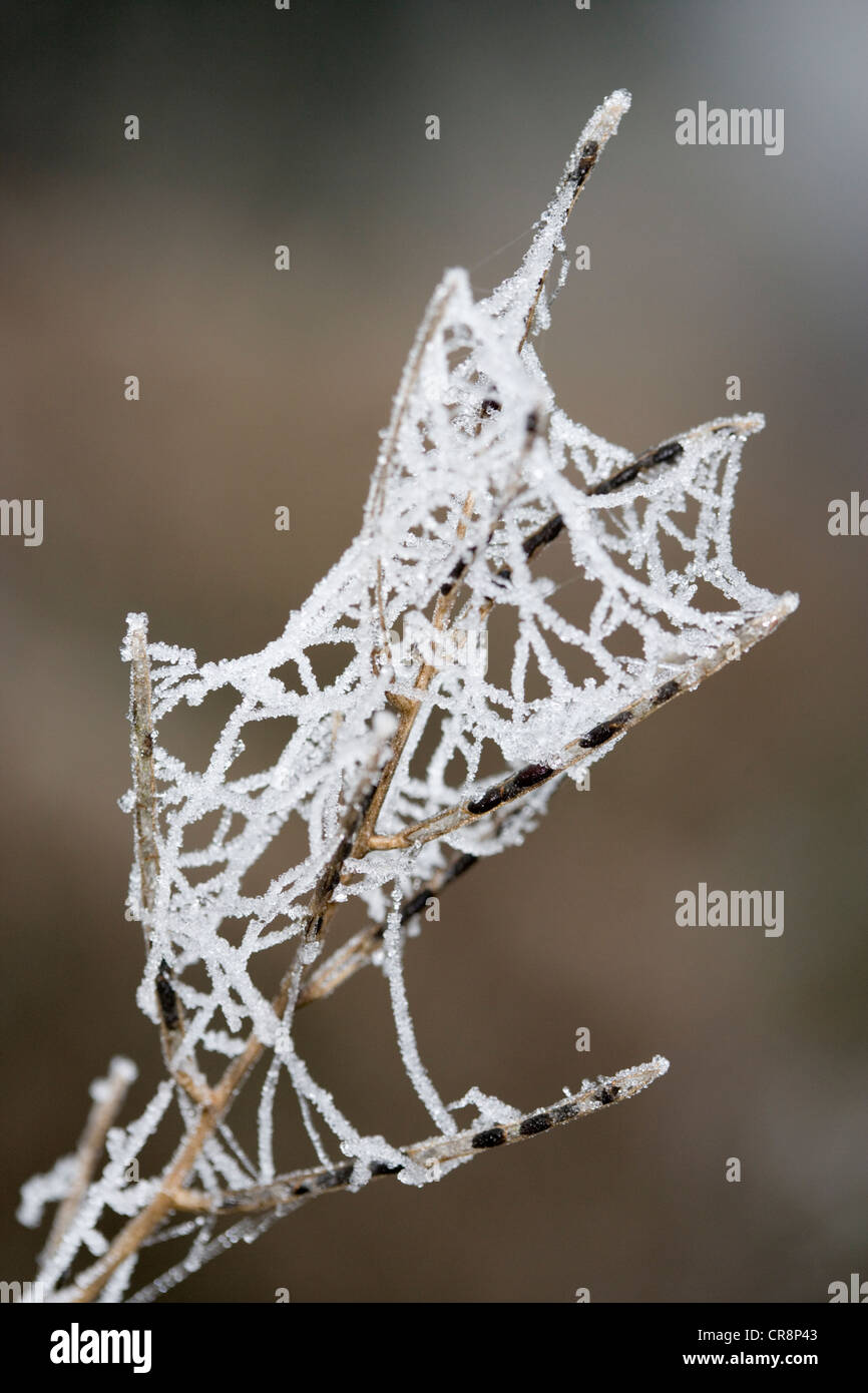 Rime frost, formed by freezing fog, deposited on a spiders web ...