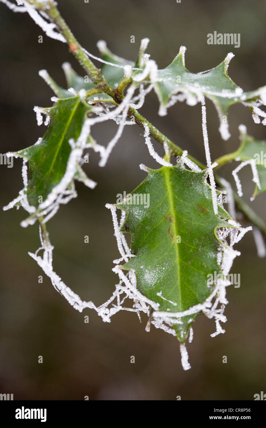 Web holly hi-res stock photography and images - Alamy