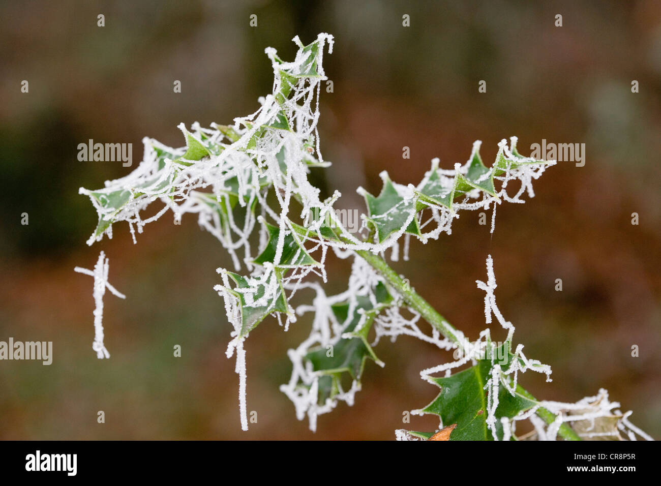 Web holly hi-res stock photography and images - Alamy