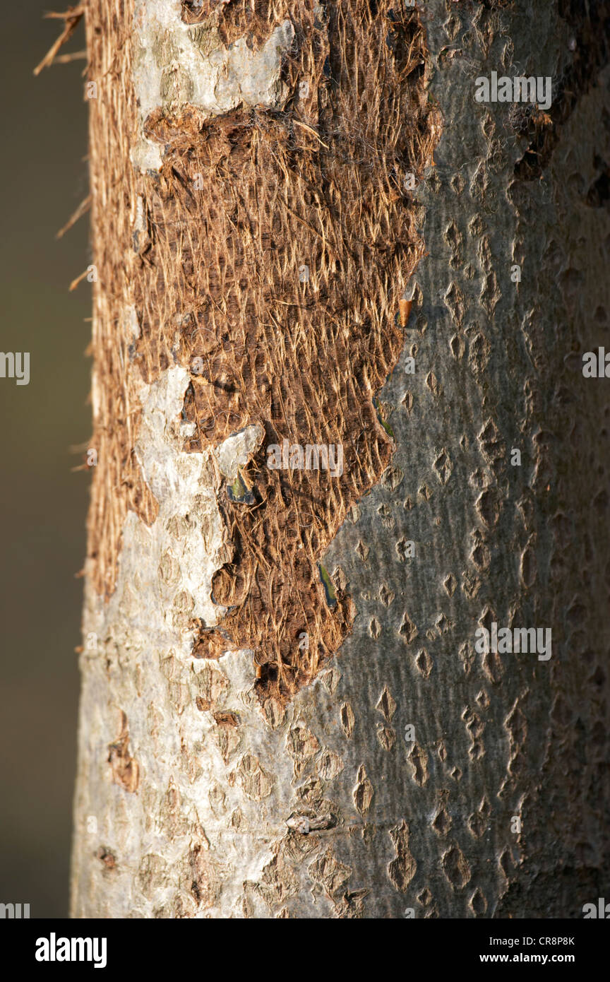 Deer damage tree hi-res stock photography and images - Alamy