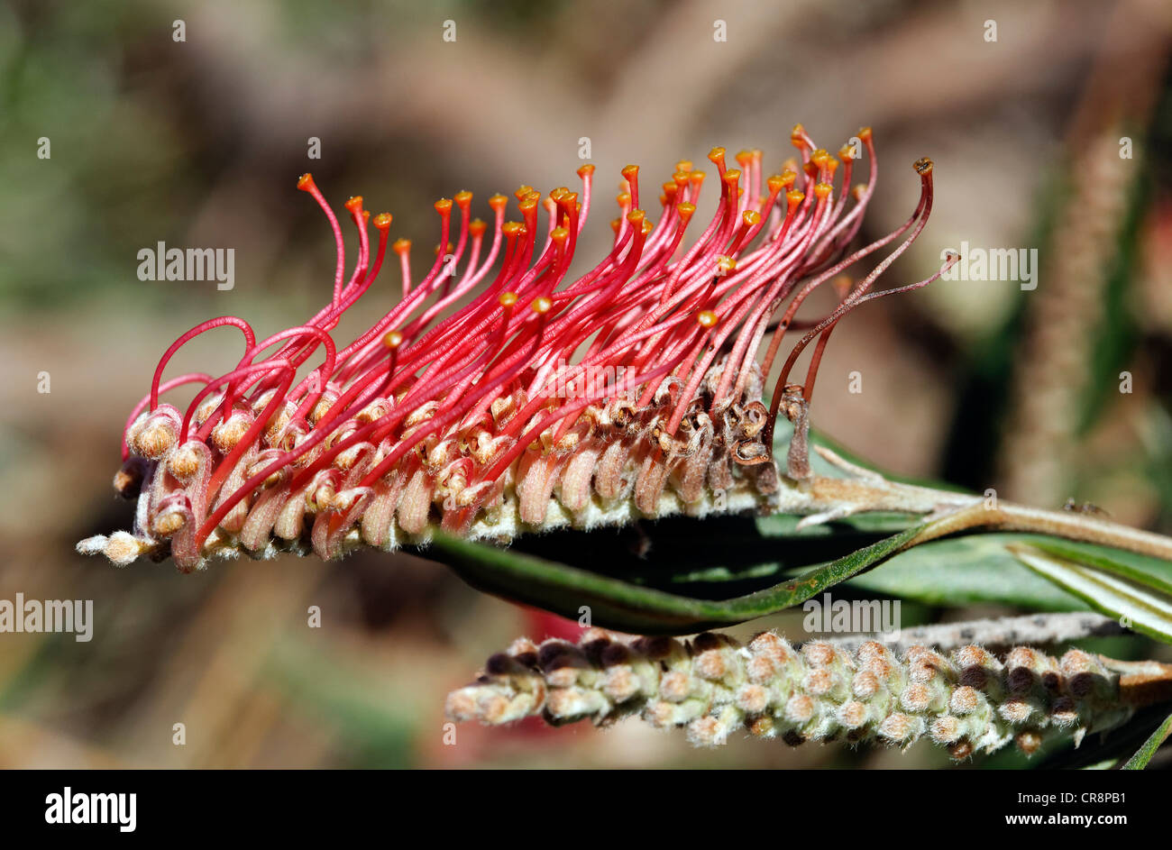 Toothbrush tree hi-res stock photography and images - Alamy