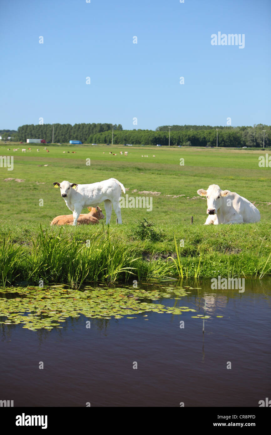 Netherlands, South Holland, farmland pasture green meadows landscape ...