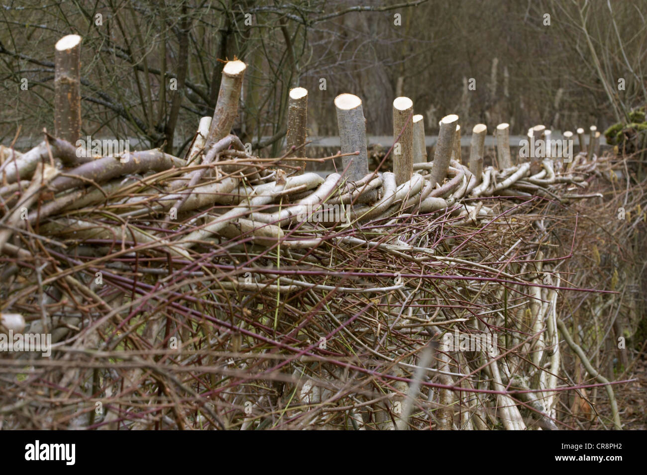 Hazel hedge hi-res stock photography and images - Alamy