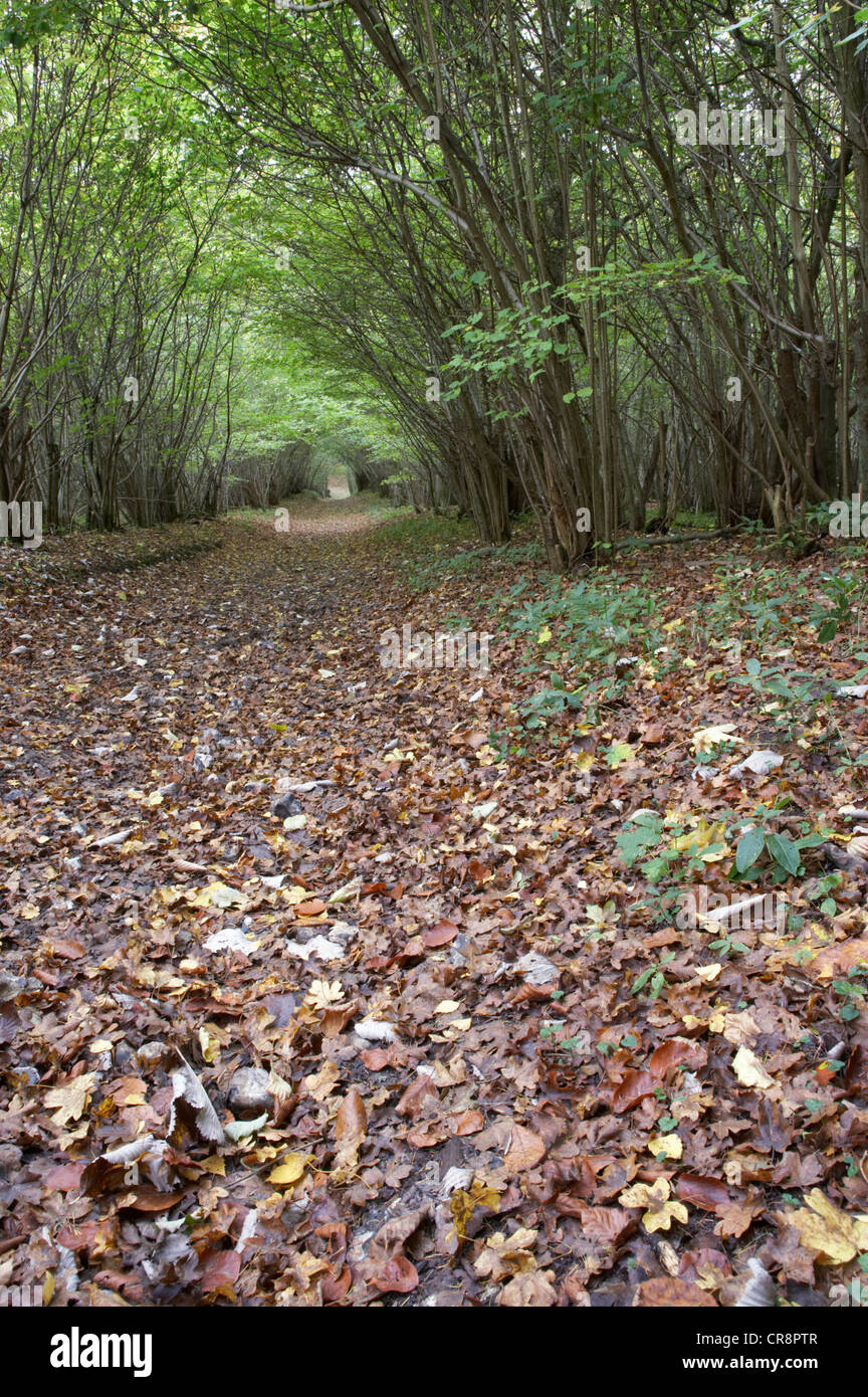 Bridleway path, through woodland Oxfordshire UK Stock Photo - Alamy