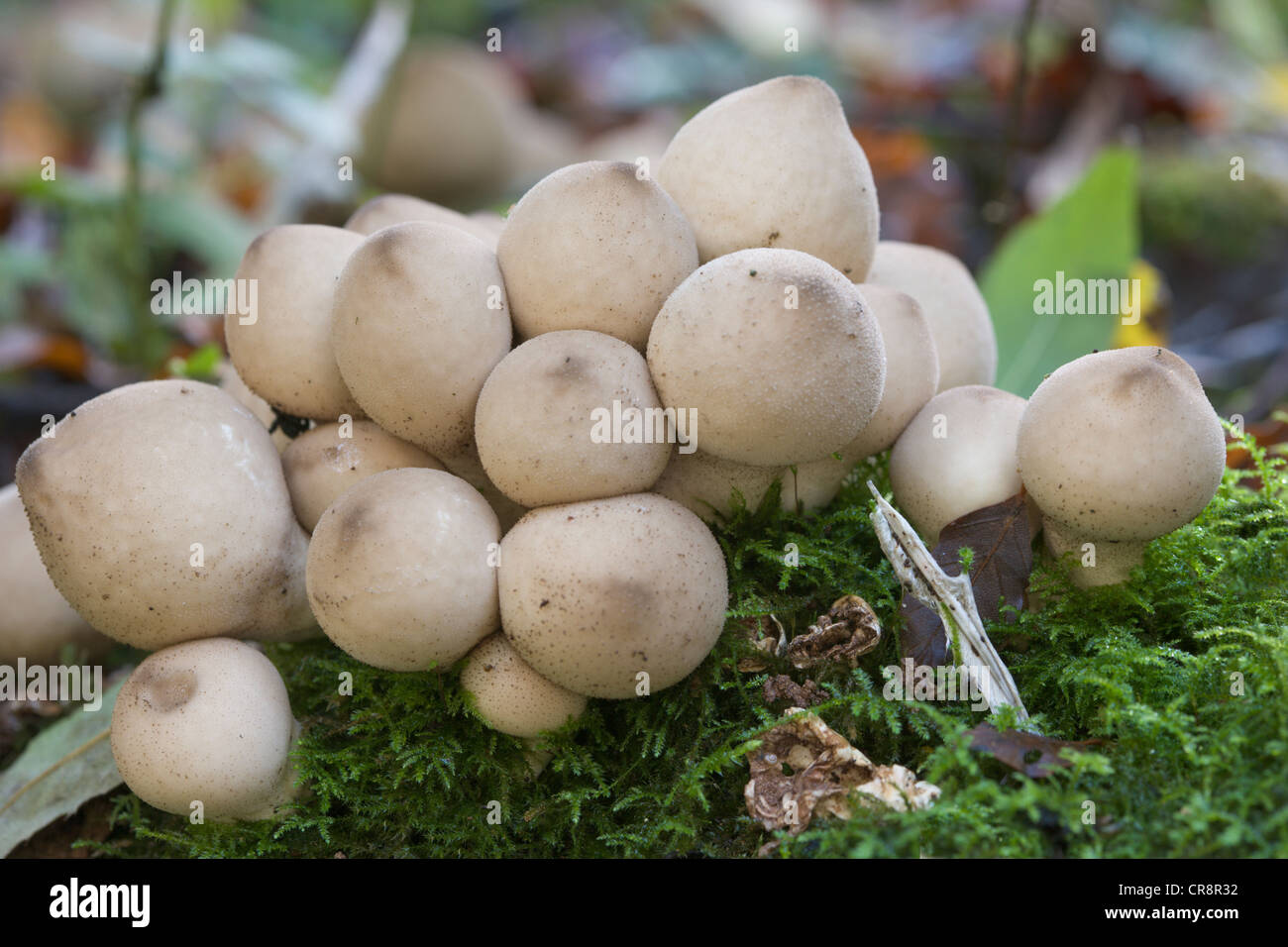 Common Puffball, Lycoperdon perlatum growing under beech tree ...
