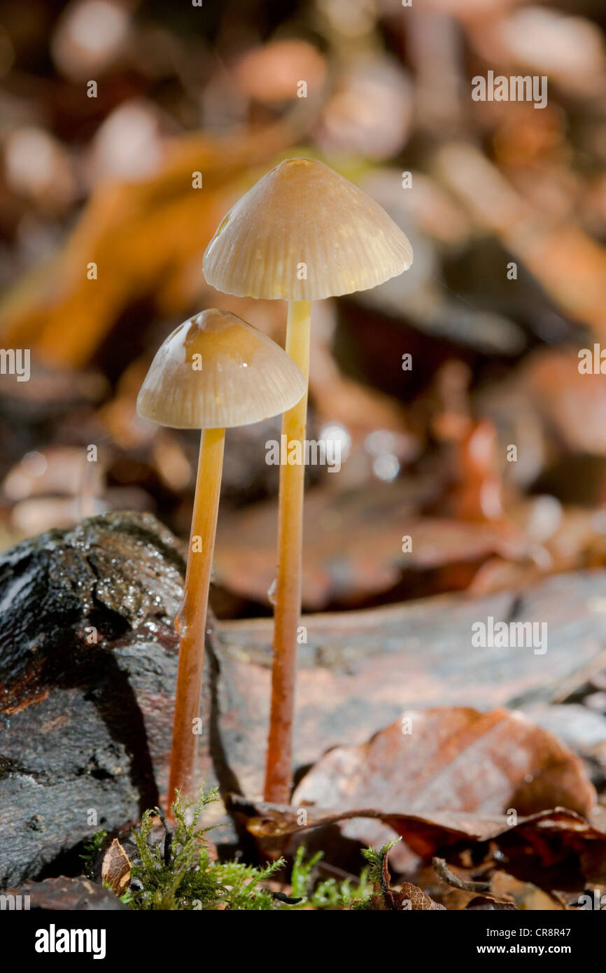 Marasmius fungi hi-res stock photography and images - Alamy