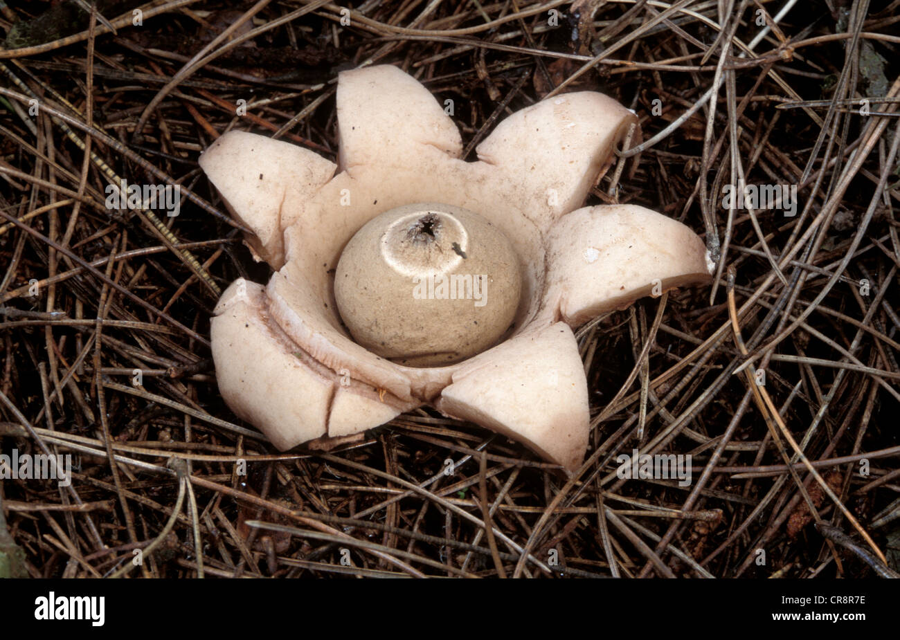Earth star mushroom hi-res stock photography and images - Alamy