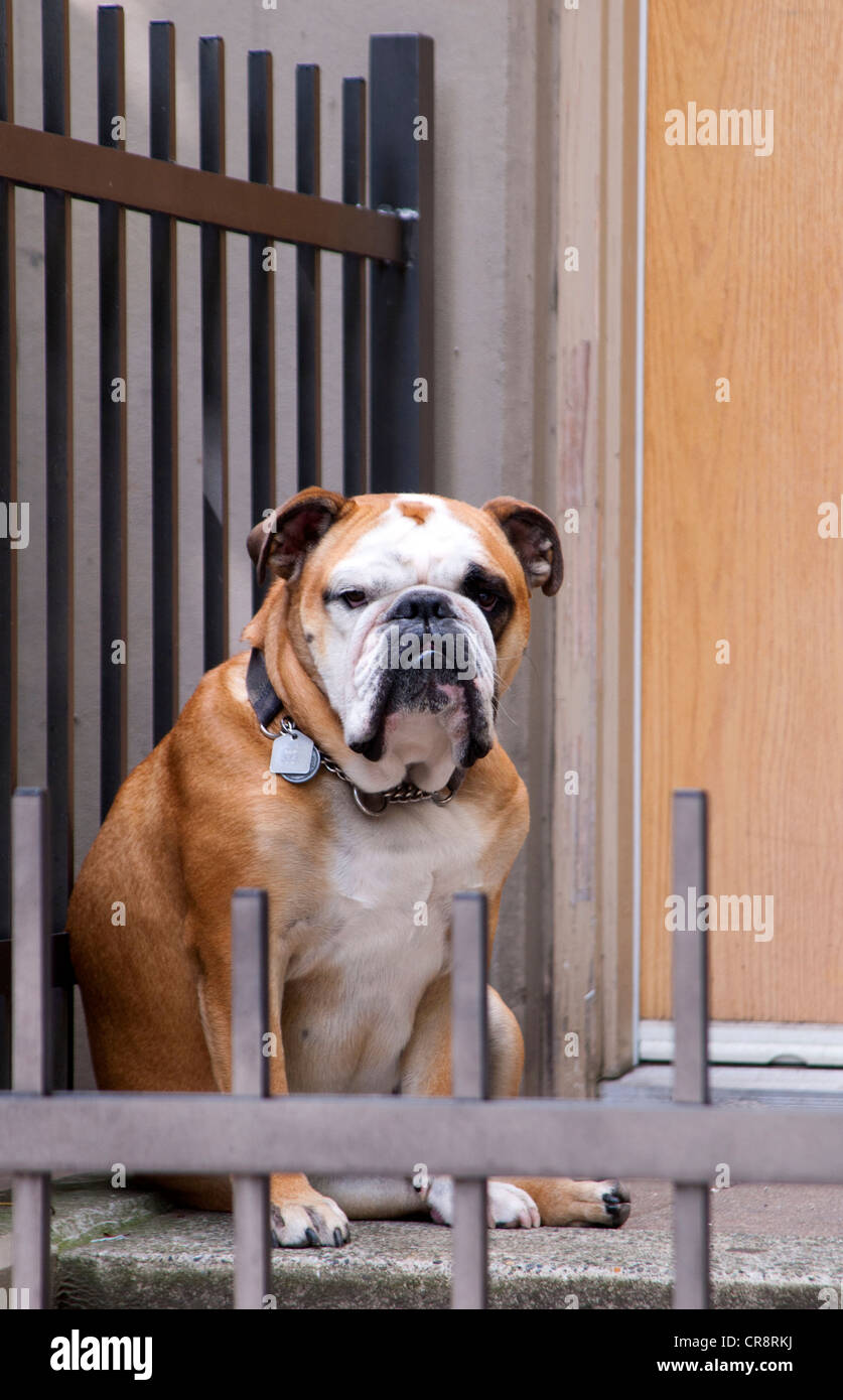 A dog behind a gate on the front porch guarding the front door Stock ...