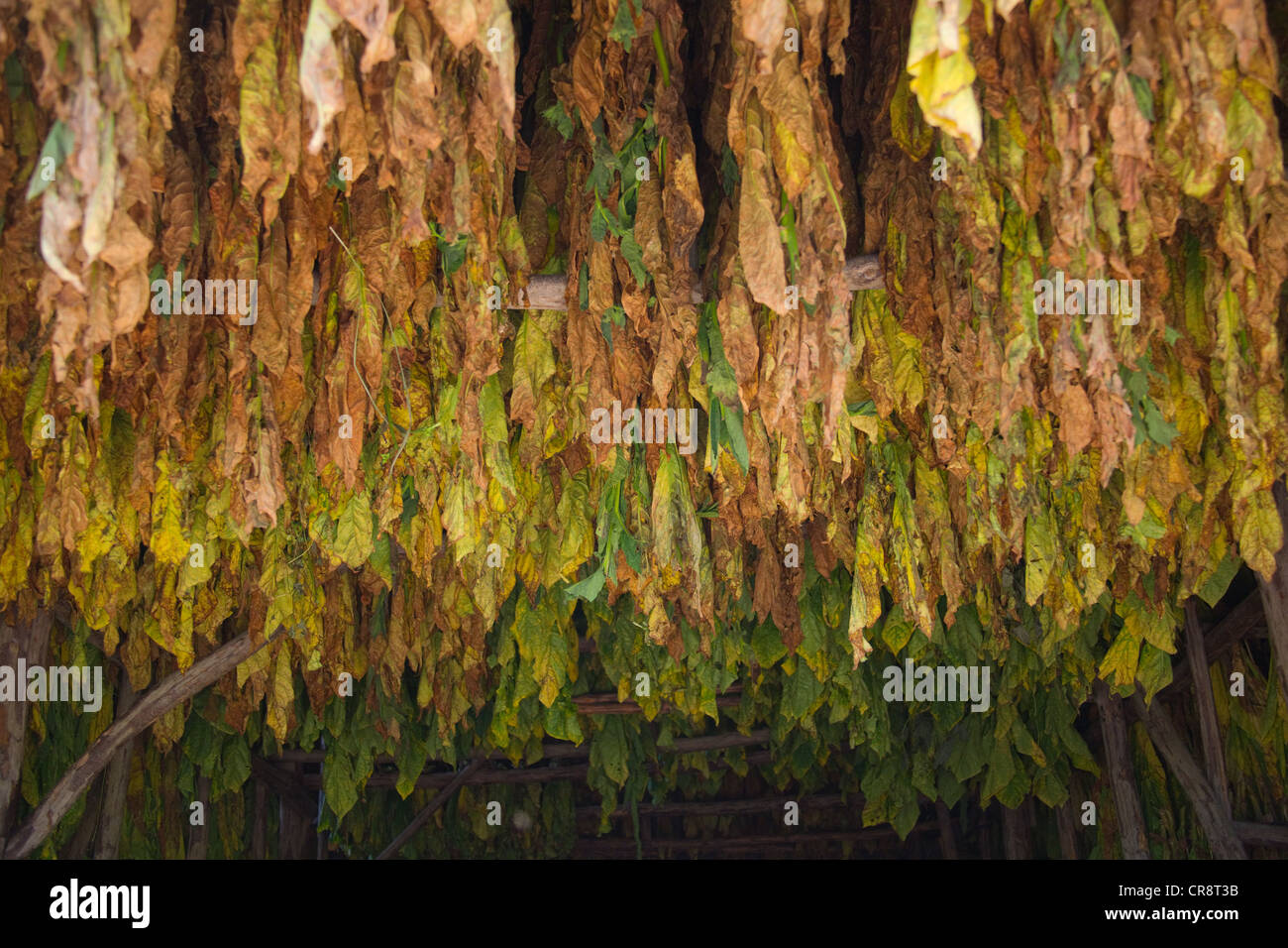 Tobacco hut hi-res stock photography and images - Alamy