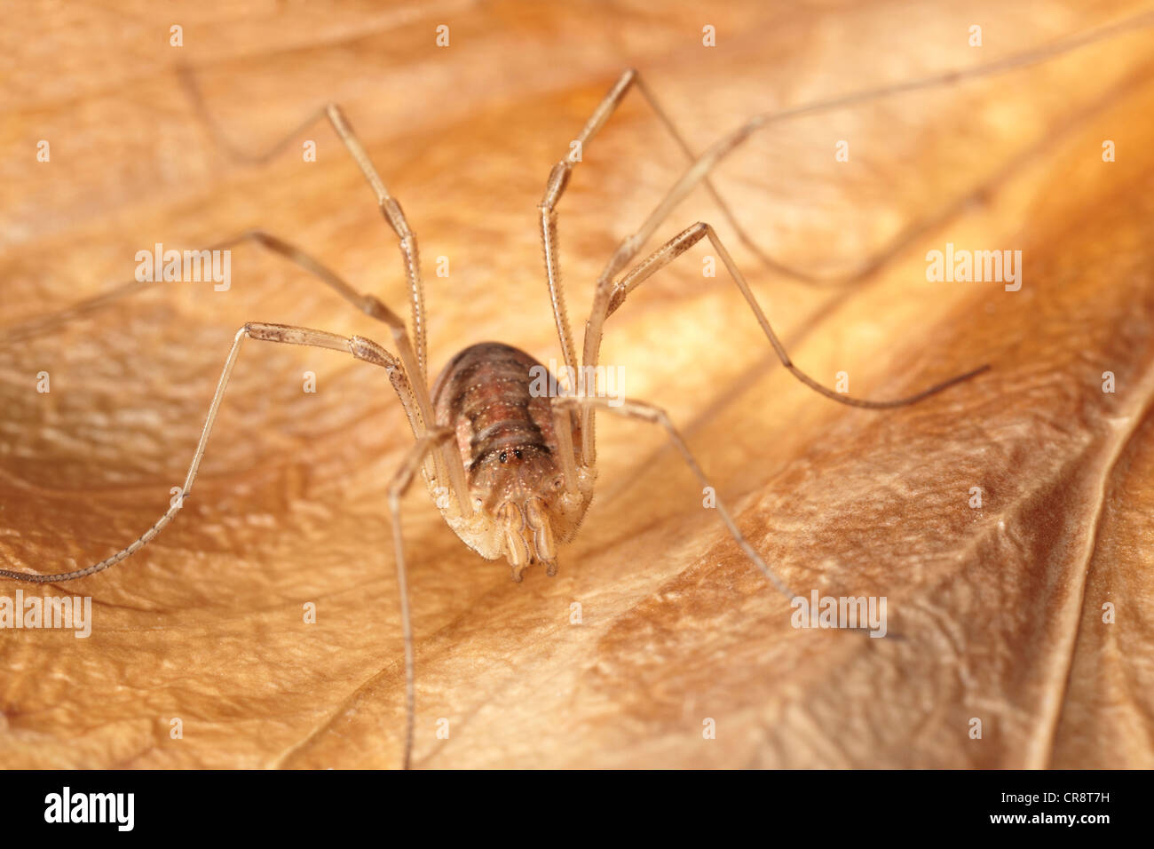 Harvestman insect hi-res stock photography and images - Alamy