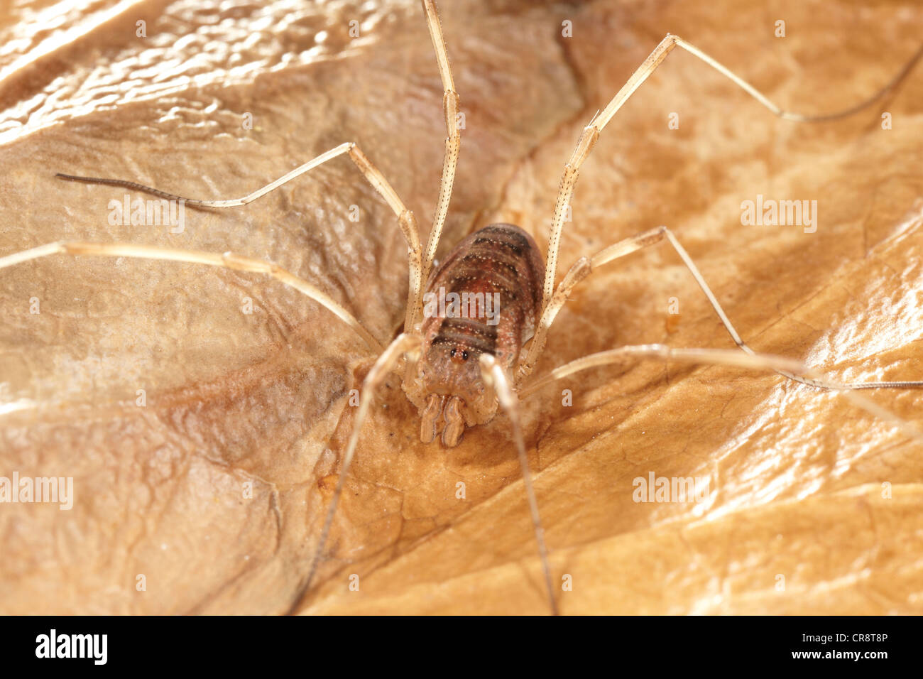 Harvestman legs hi-res stock photography and images - Alamy