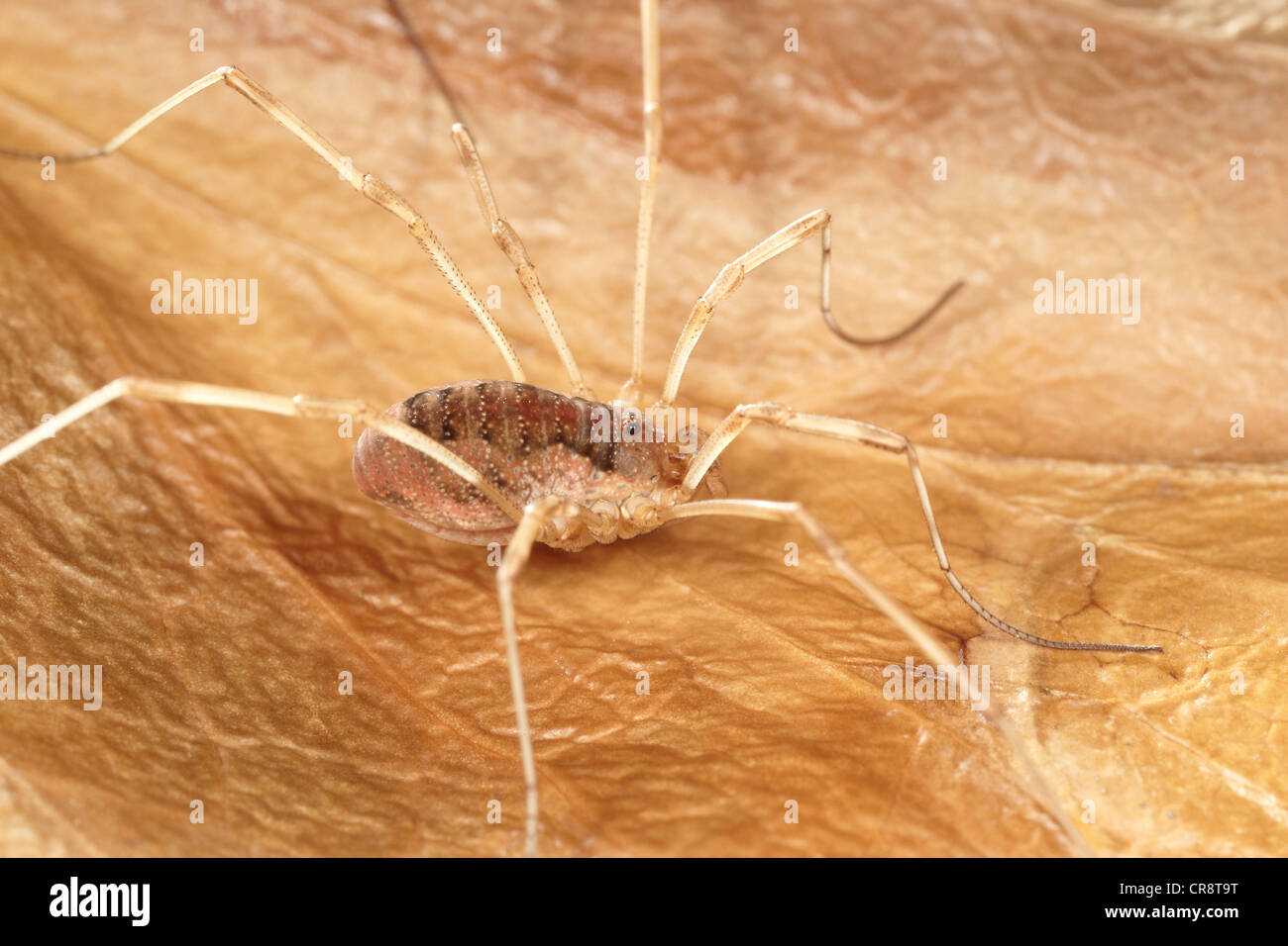 Harvestman insect hi-res stock photography and images - Alamy