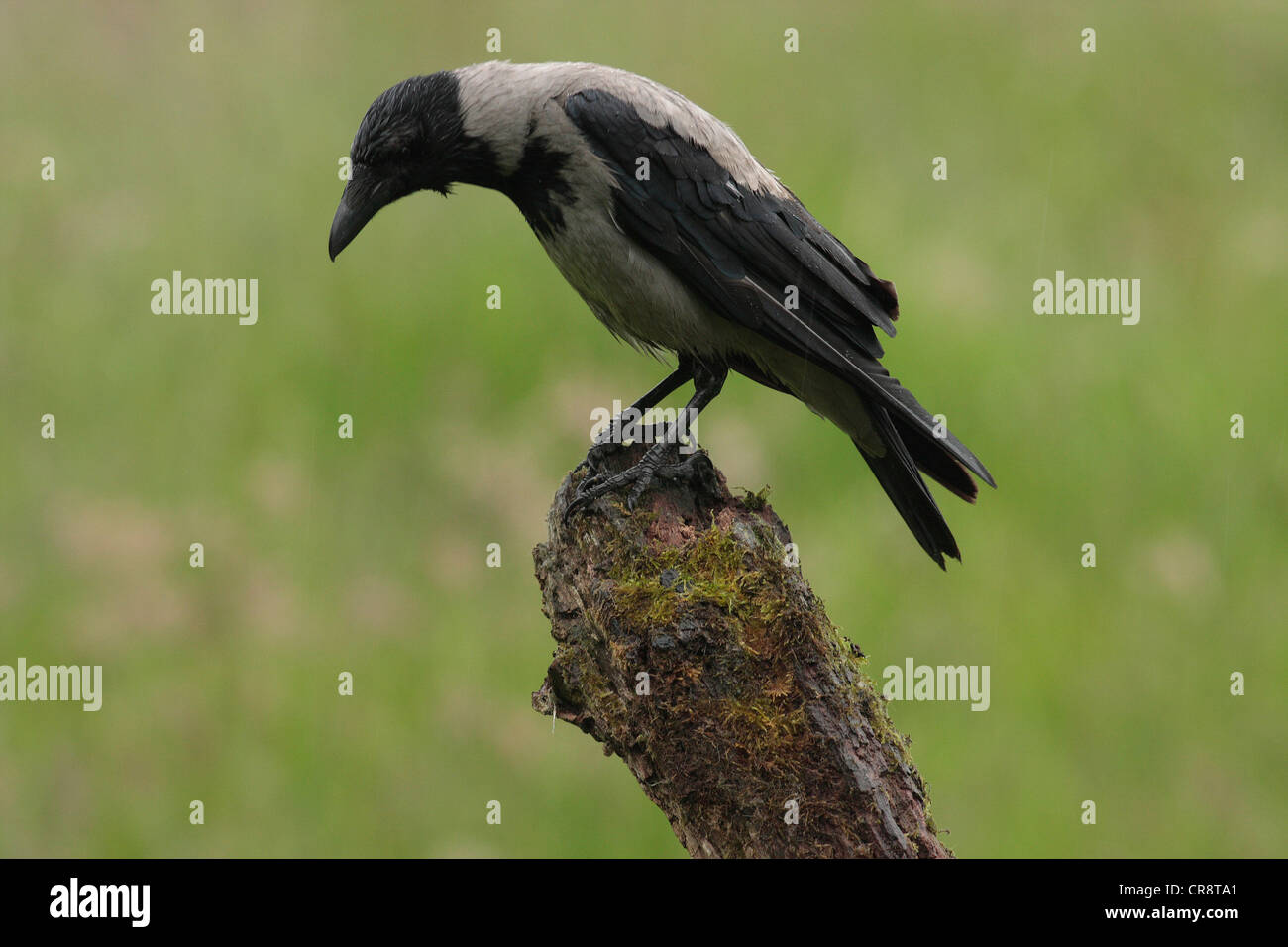 British crow family hi-res stock photography and images - Alamy