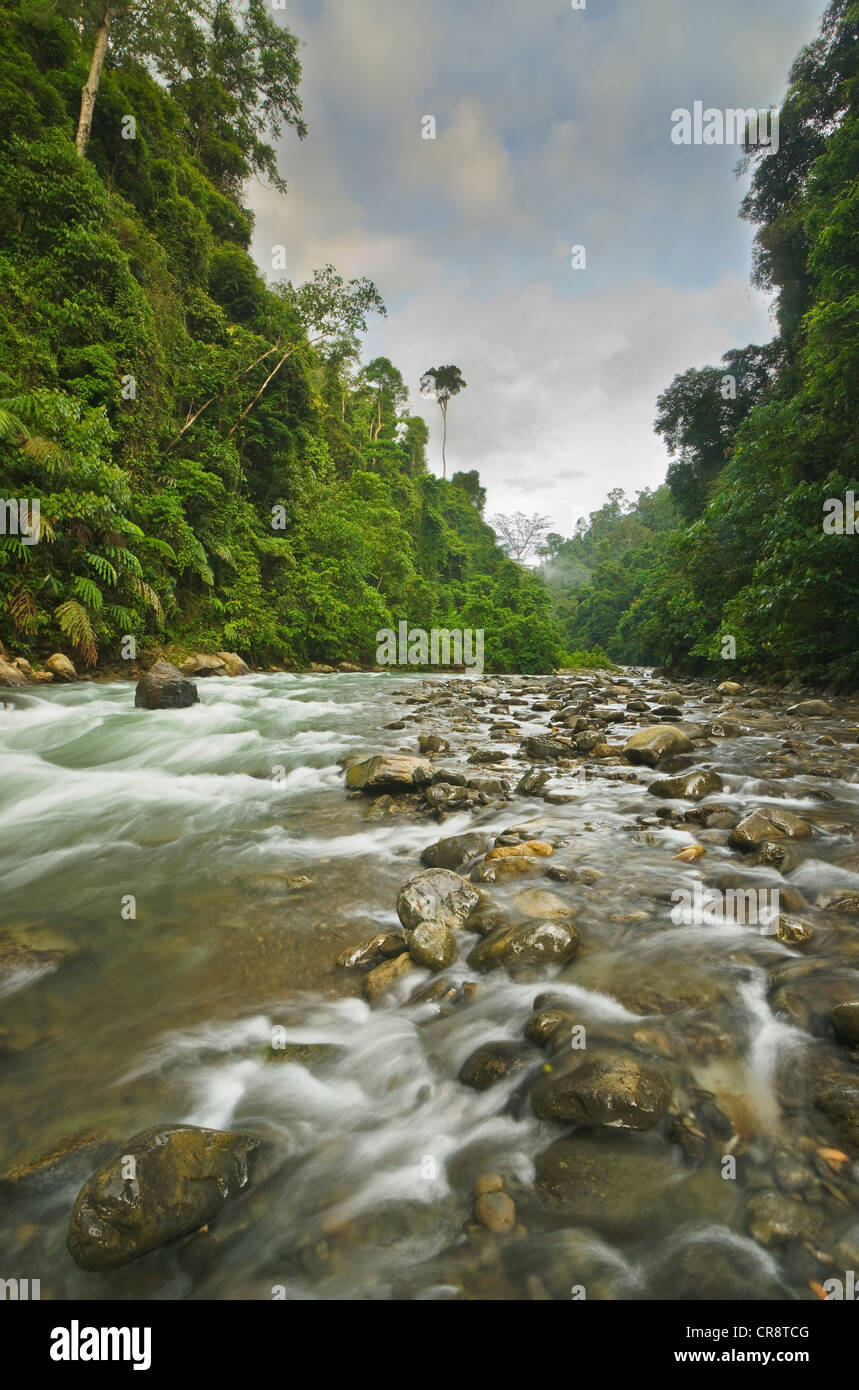 River flowing through a rainforest, Gunung Leuser National Park ...
