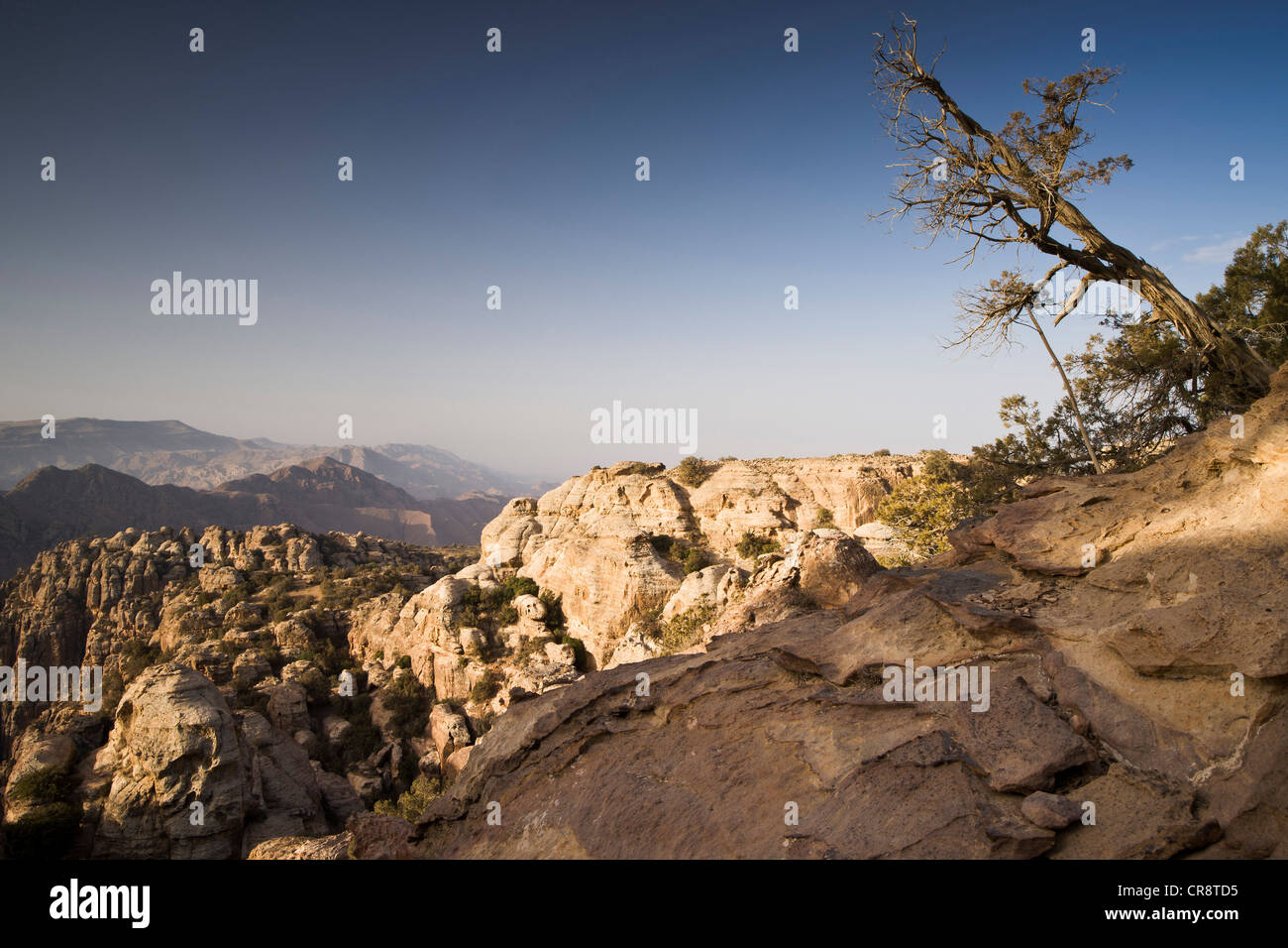 Oblique-growing tree, Dana Nature Reserve, Jordan, Middle East, Asia ...