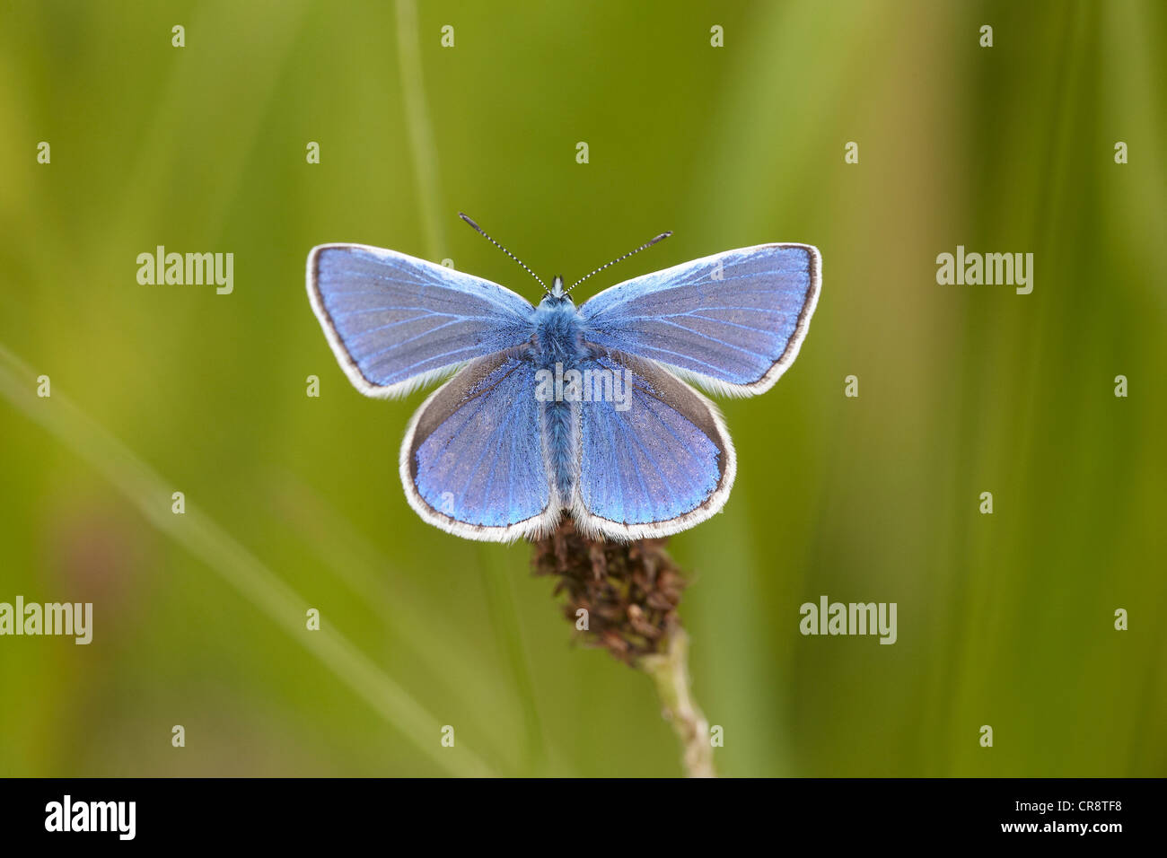 Common blue butterfly wings hi-res stock photography and images - Alamy