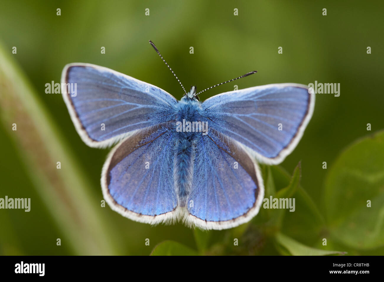 Common blue butterfly wings hi-res stock photography and images - Alamy
