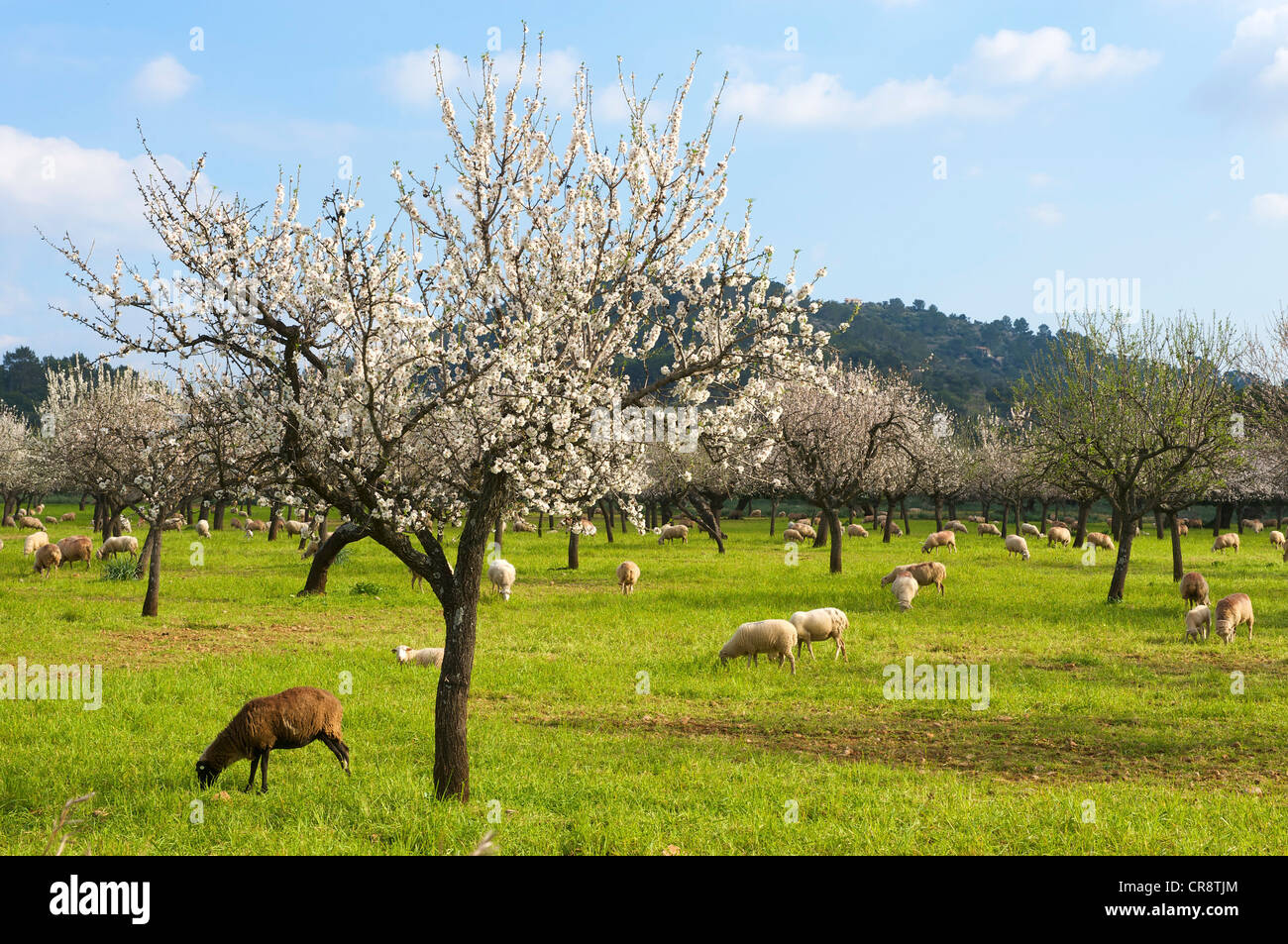Almond tree plantation, Serra de Tramuntana, Majorca, Balearic Islands ...