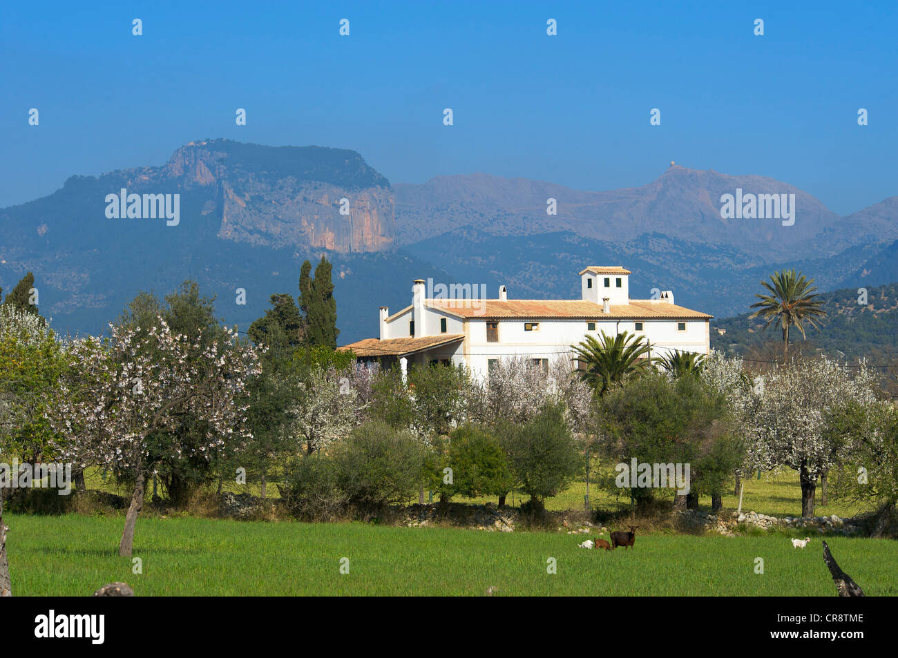Finca and flowering almond trees in Alaro, Tramuntana, Majorca ...