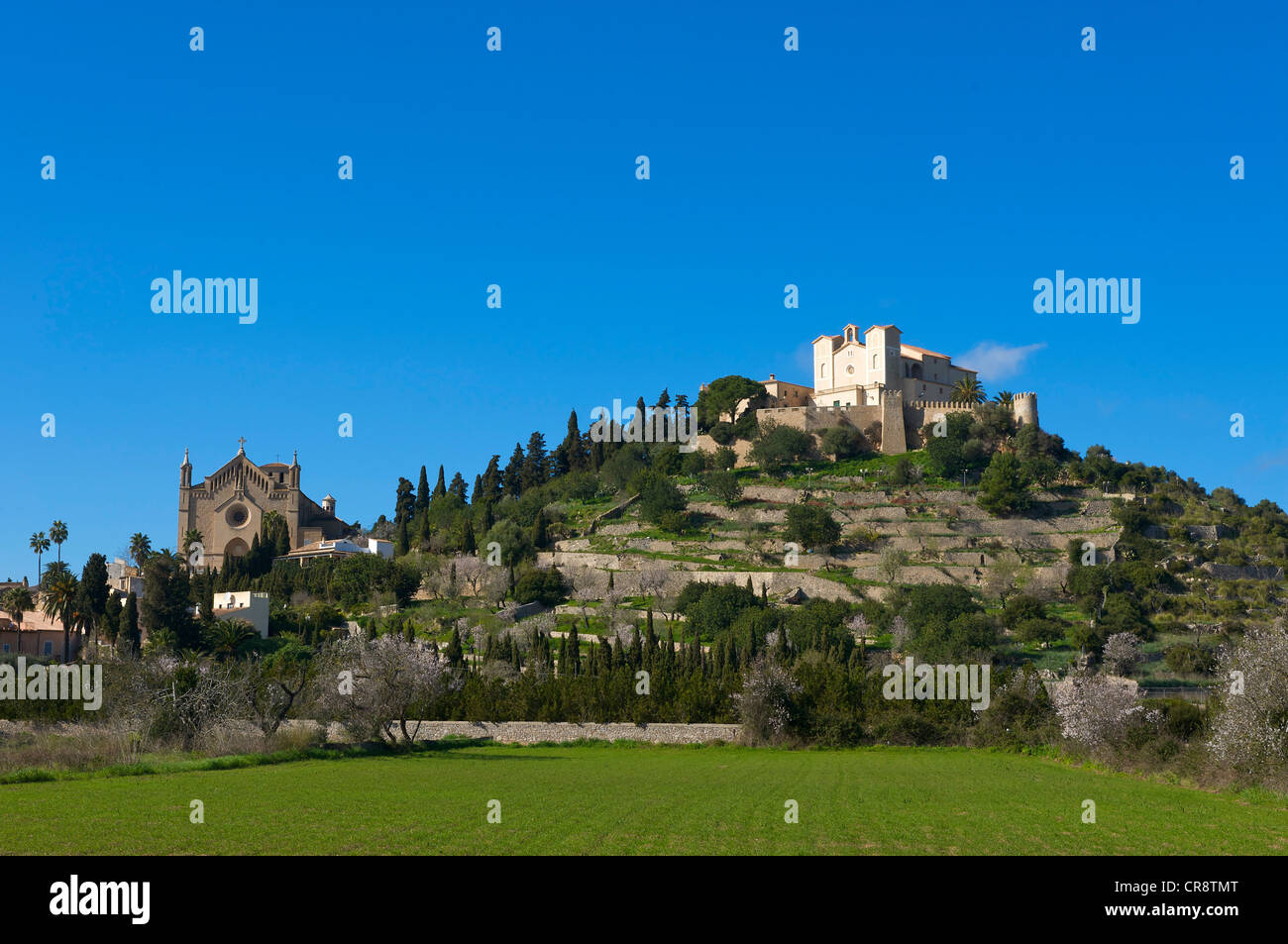 Blossoming almond trees in front of Arta on Majorca, Balearic Islands ...