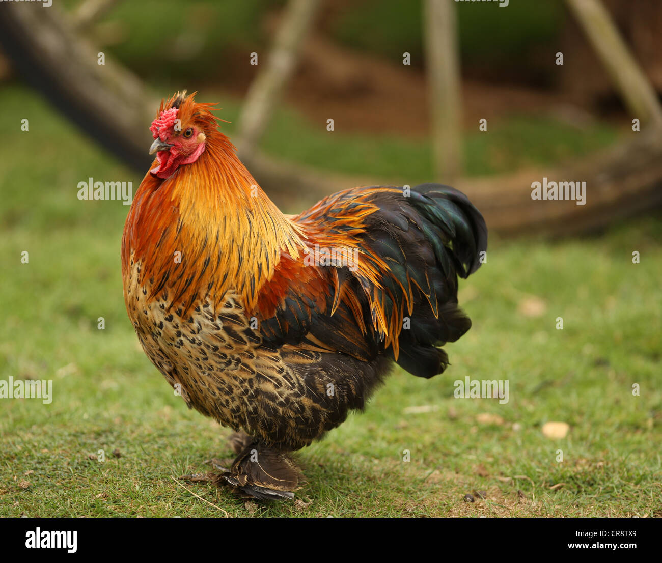 Portrait of a Bantam Chicken Stock Photo - Alamy