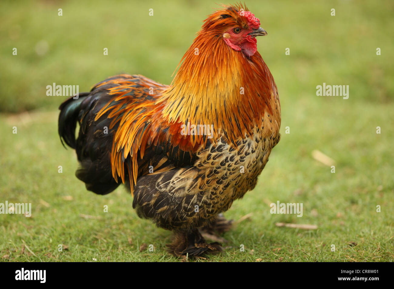 Portrait of a Bantam Chicken Stock Photo - Alamy