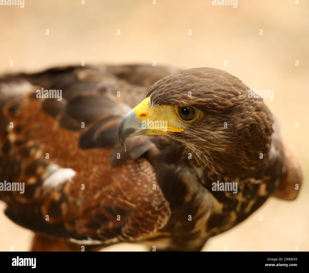 Portrait of a Harris Hawk Stock Photo - Alamy