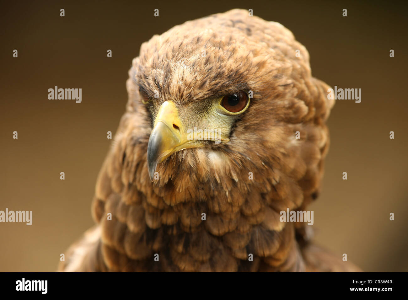 Portrait of a Bateleur Eagle Stock Photo - Alamy