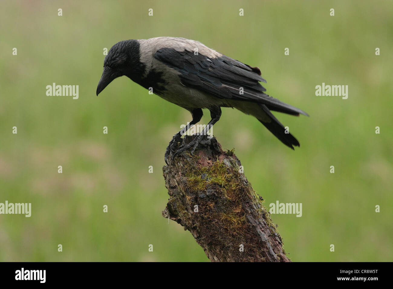 British crow family hi-res stock photography and images - Alamy
