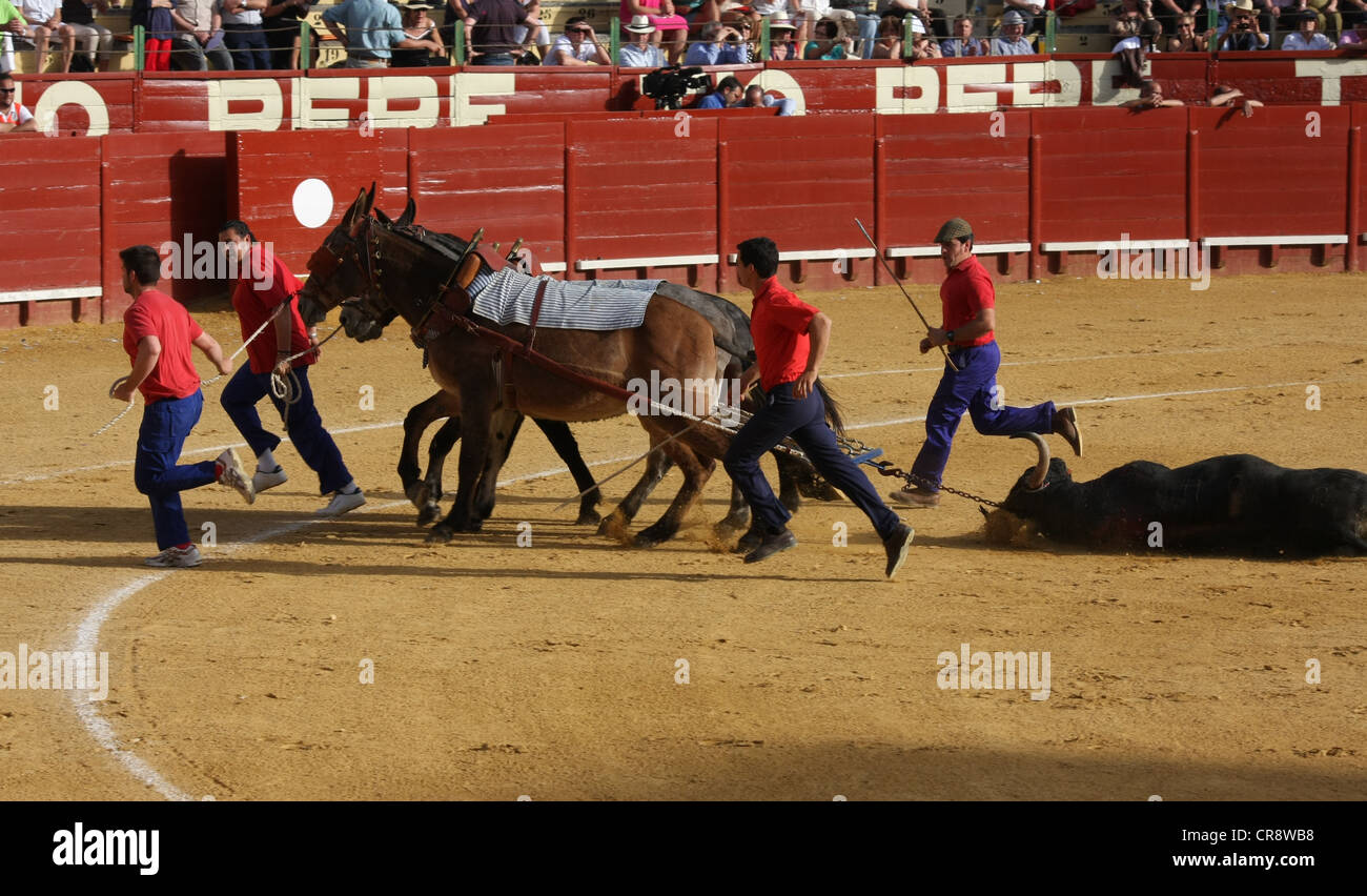Bullfight where the bull is not killed hi-res stock photography and ...