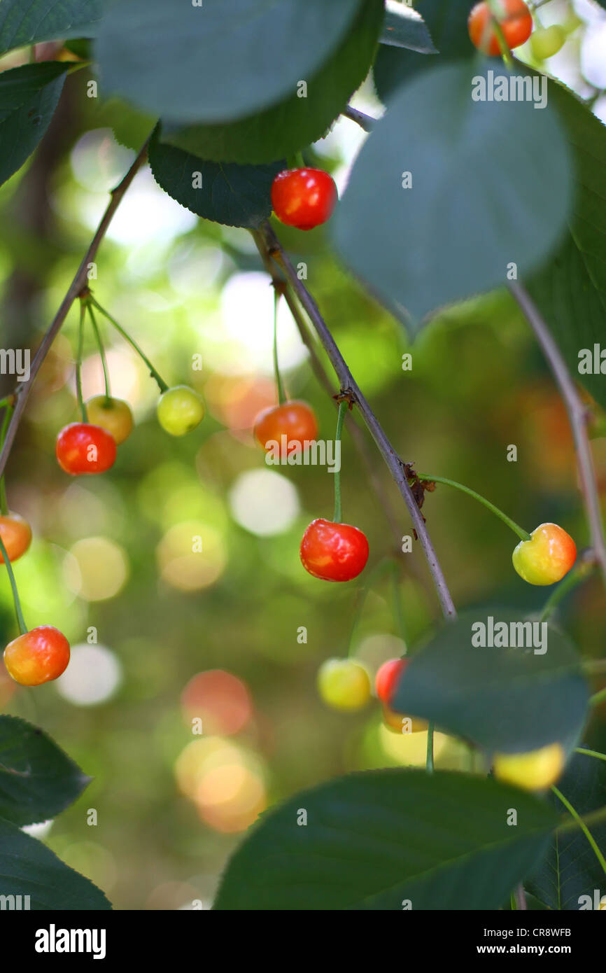 Cherry tree with ripe cherries Stock Photo - Alamy