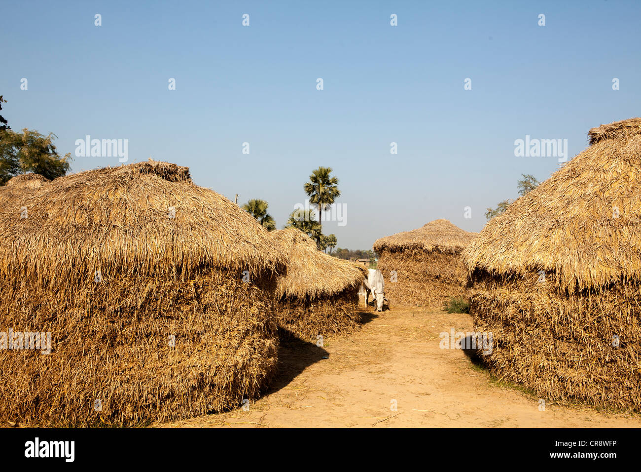 The rice stack in Sujata Garh, Bodh Gaya, Bihar, India Stock Photo - Alamy