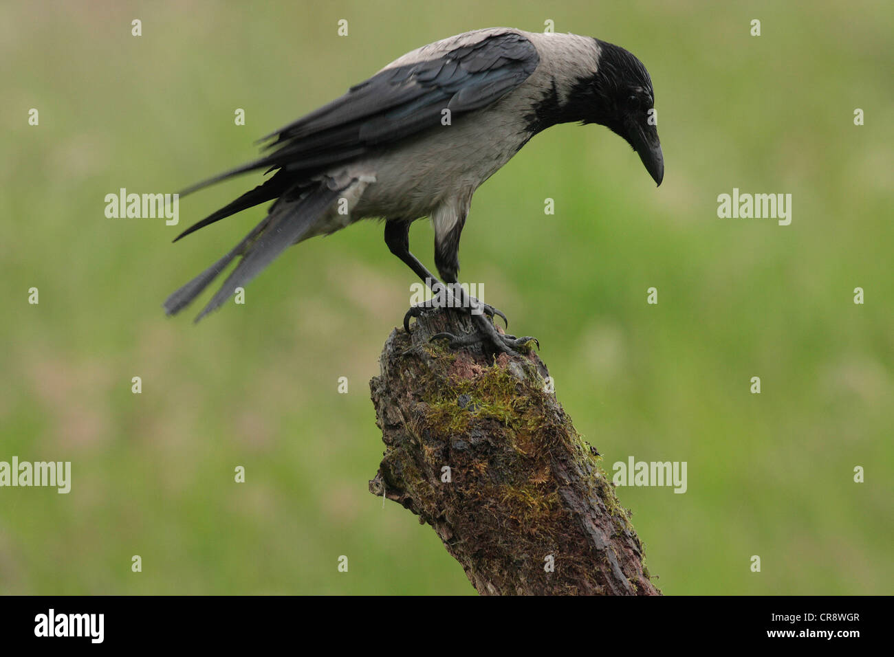 British crow family hi-res stock photography and images - Alamy