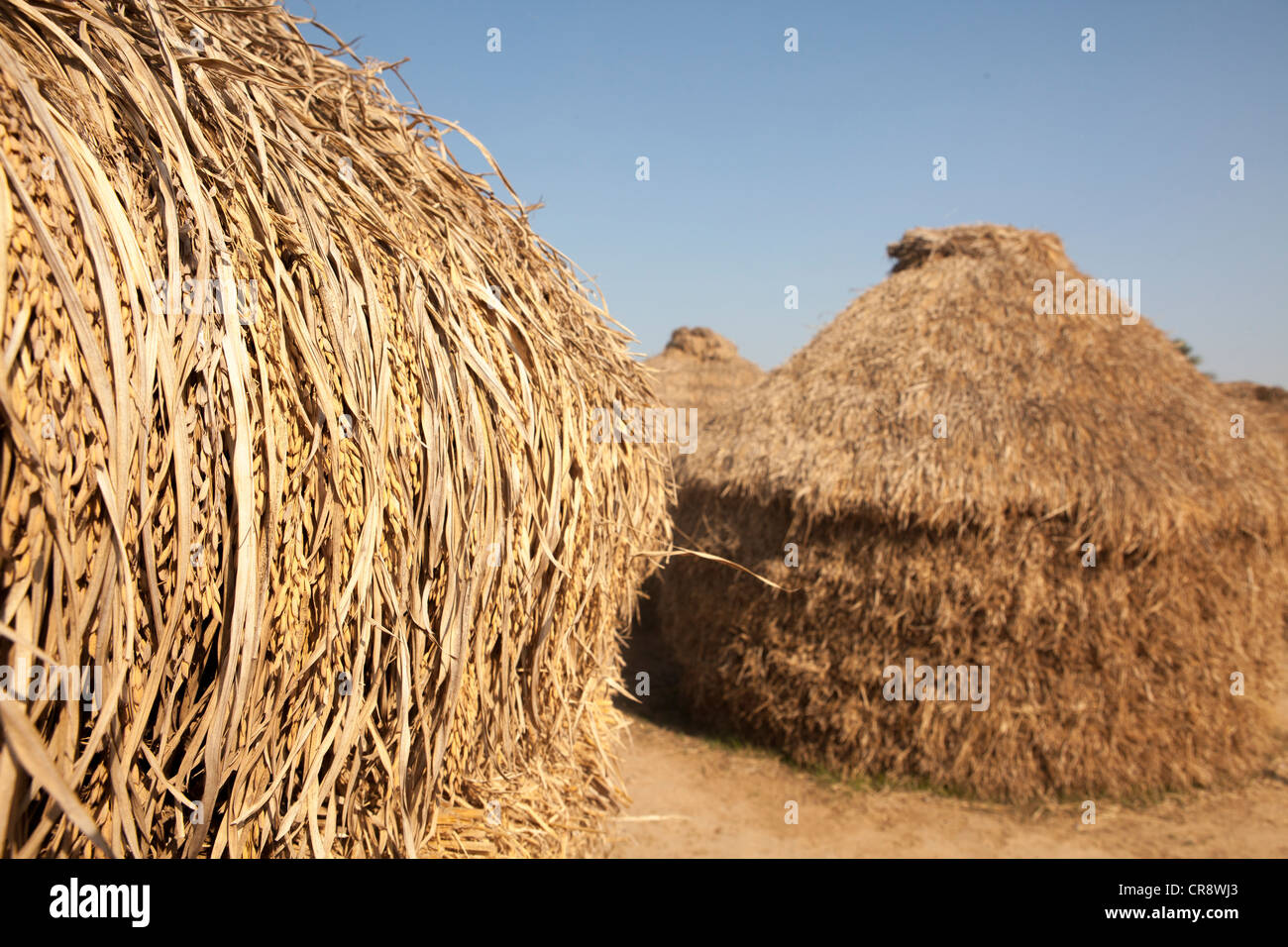 The rice stack in Sujata Garh, Bodh Gaya, Bihar, India Stock Photo - Alamy