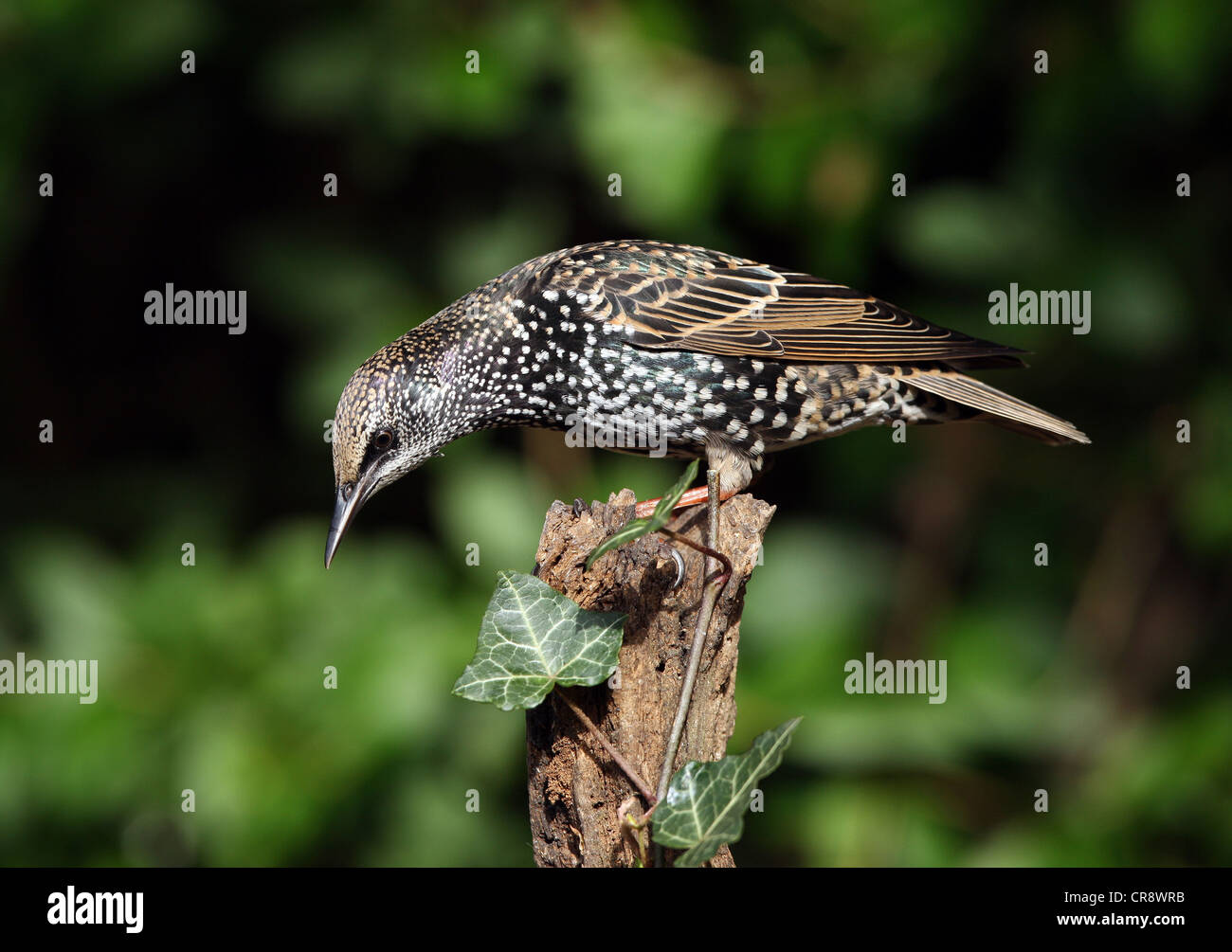 Portrait of a Male Starling Stock Photo - Alamy
