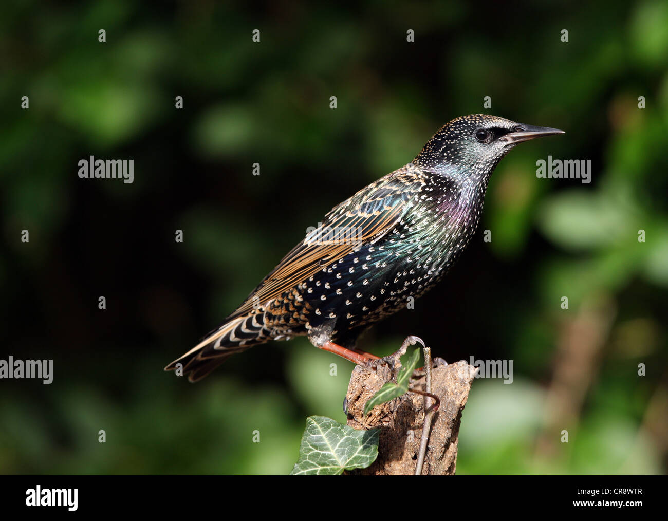 Male starling hi-res stock photography and images - Alamy