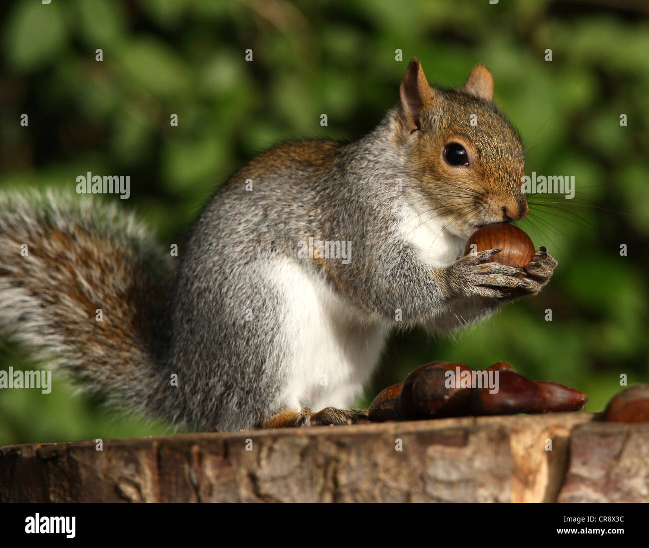 Squirrel eating chestnut hi-res stock photography and images - Alamy