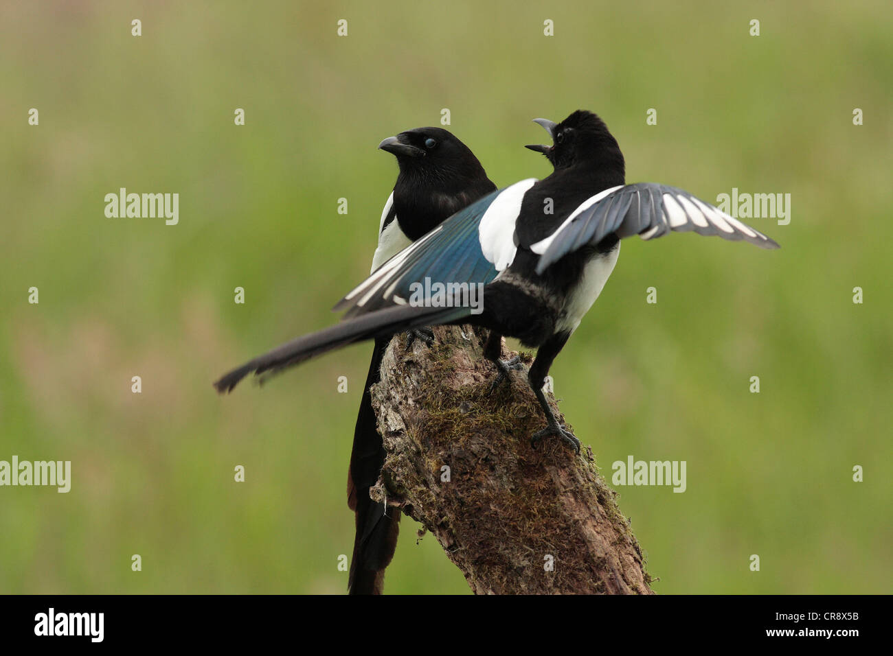 One magpie for sorrow hi-res stock photography and images - Alamy