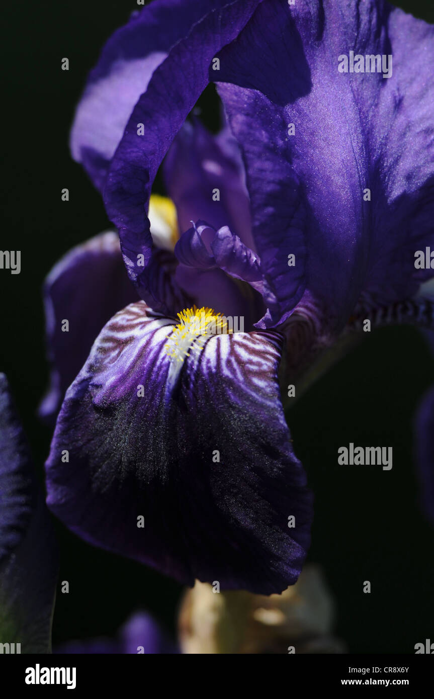 iris in bloom Stock Photo - Alamy