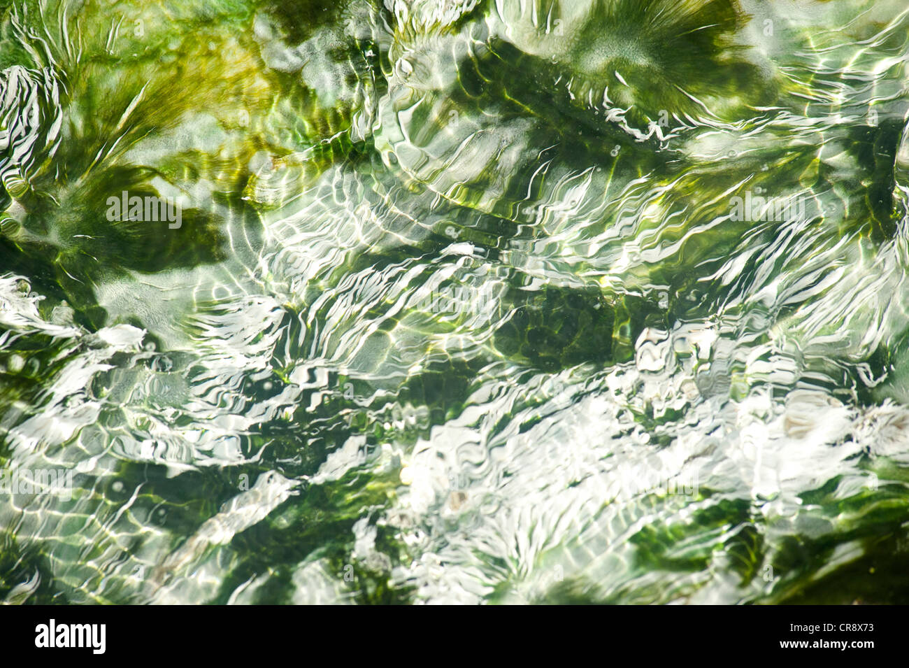 Abstract detail of a hot spring with green and white algae growing in ...