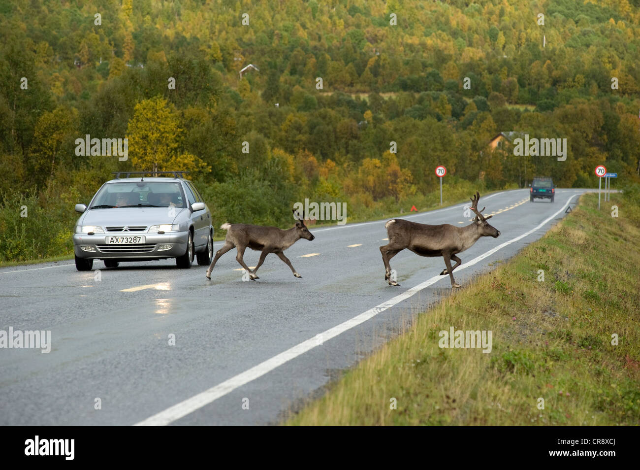 Reindeer crossing road hi-res stock photography and images - Alamy