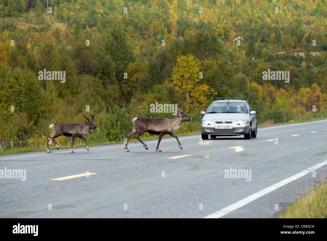 Reindeer (Rangifer tarandus) on a country road, Finnmark, Norway ...